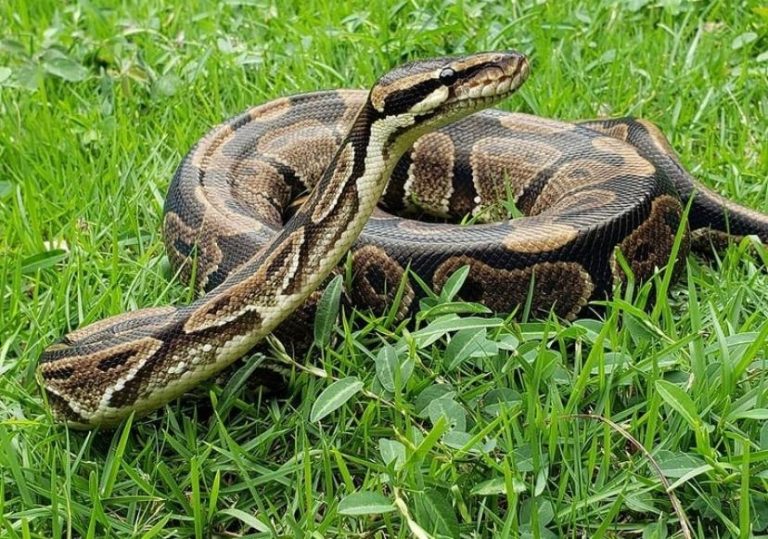 Top 10 Open Source Python Projects A Developers Guide